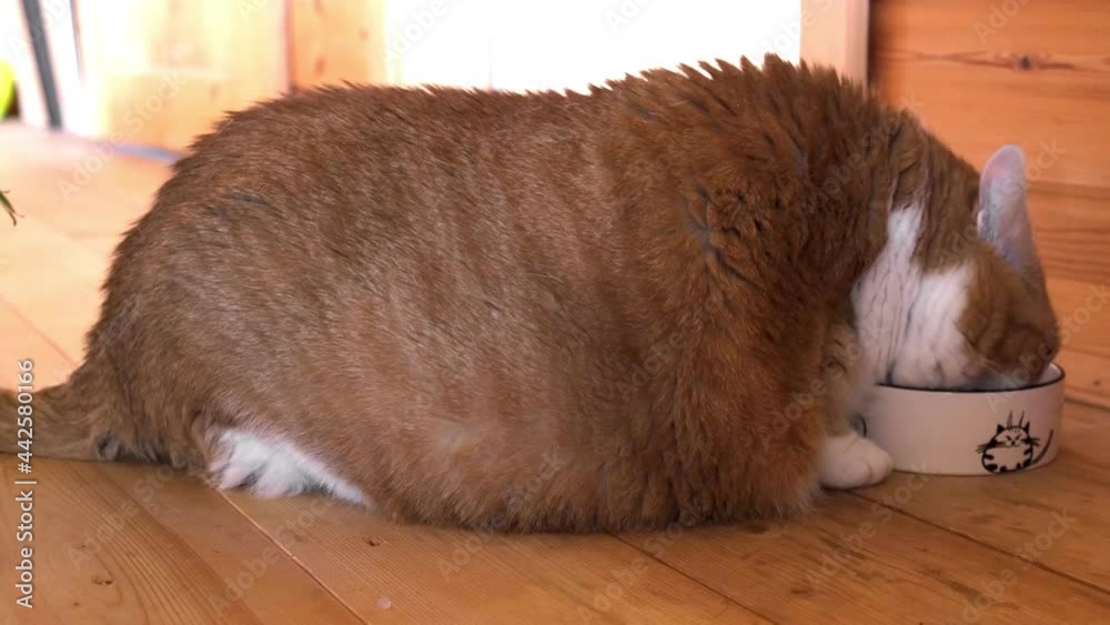 Very Fat Cat Eats Food from a Bowl. Ginger and White Striped Cat is ...