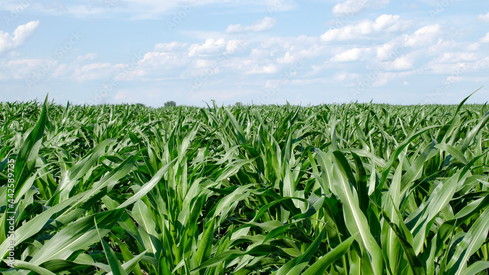 Young green maize growing on the field, background. Plantation of corn ...