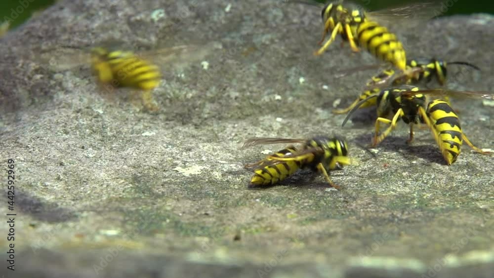 Deutsche Wespe (Vespula germanica) transportieren Fleisch zur Fütterung ...