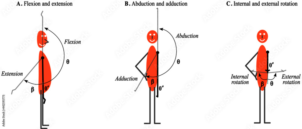 Shoulder movement: flexion, extension, abduction, adduction, external ...
