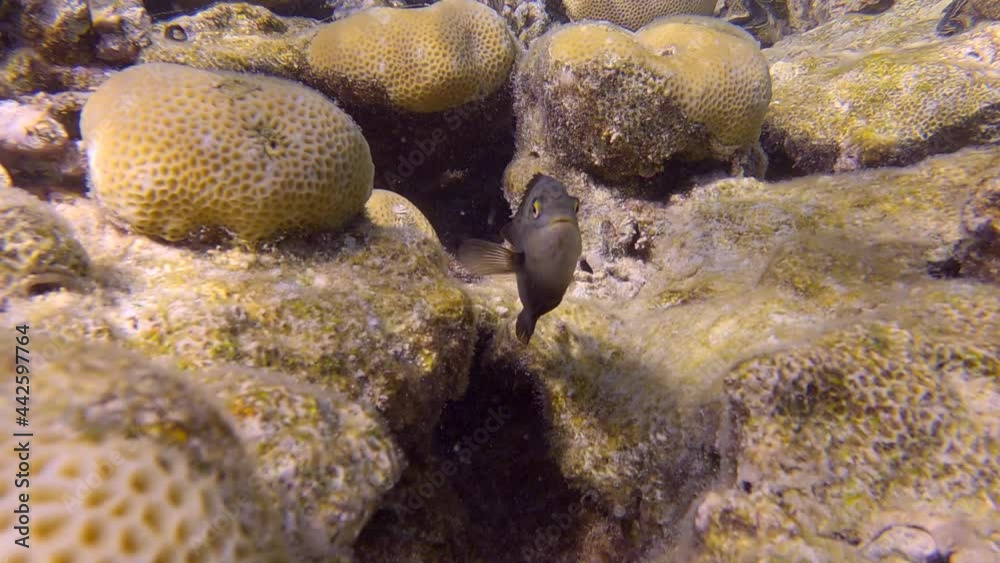 Farmerfish protects the territory and burrows in the coral reef. Dusky ...
