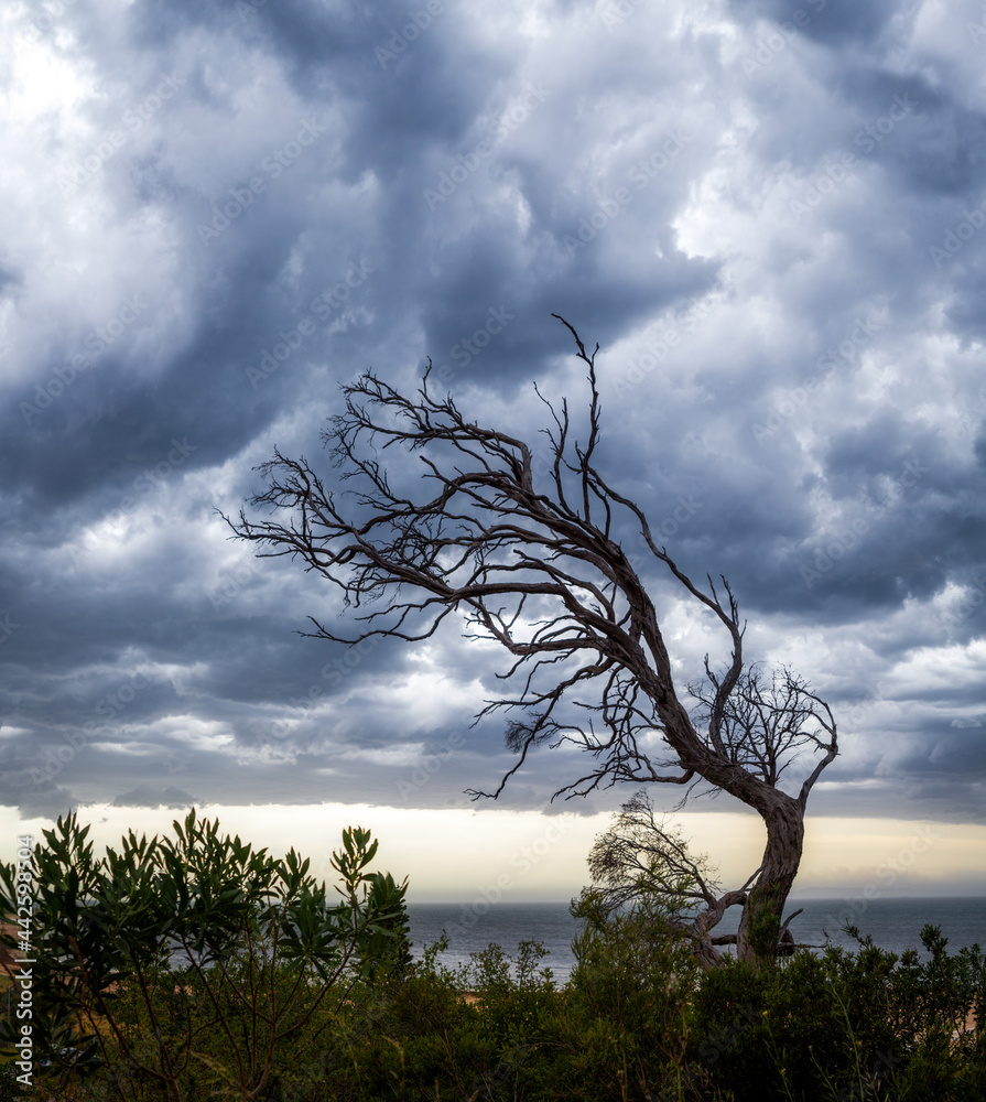 Hurricane winds tilted the tree, which in black silhouette emphasizes ...