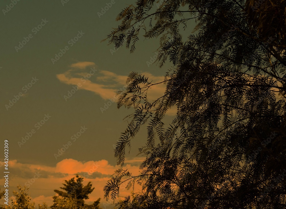 sad tree Stock Photo | Adobe Stock