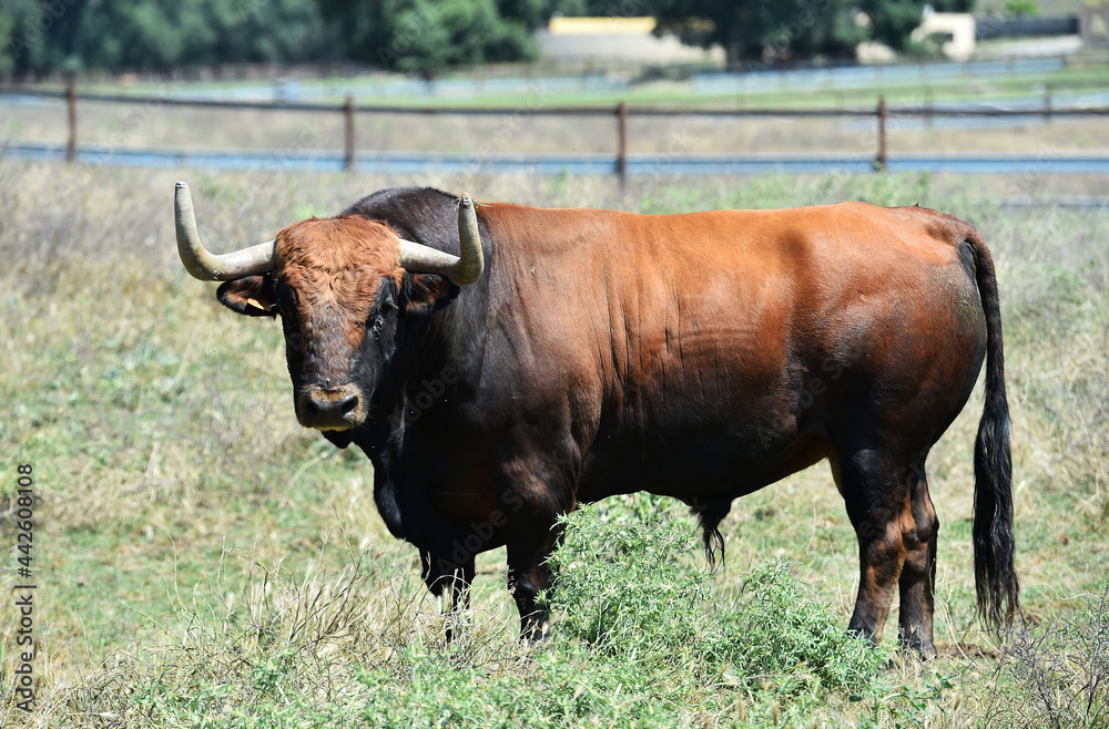 un enorme toro en una ganaderia de animales bravos en españa Stock ...