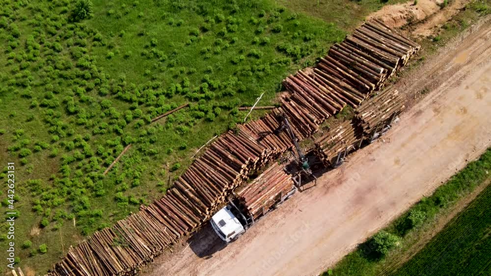 Timber truck loading a cut trees in forest. Transport raw timber from ...