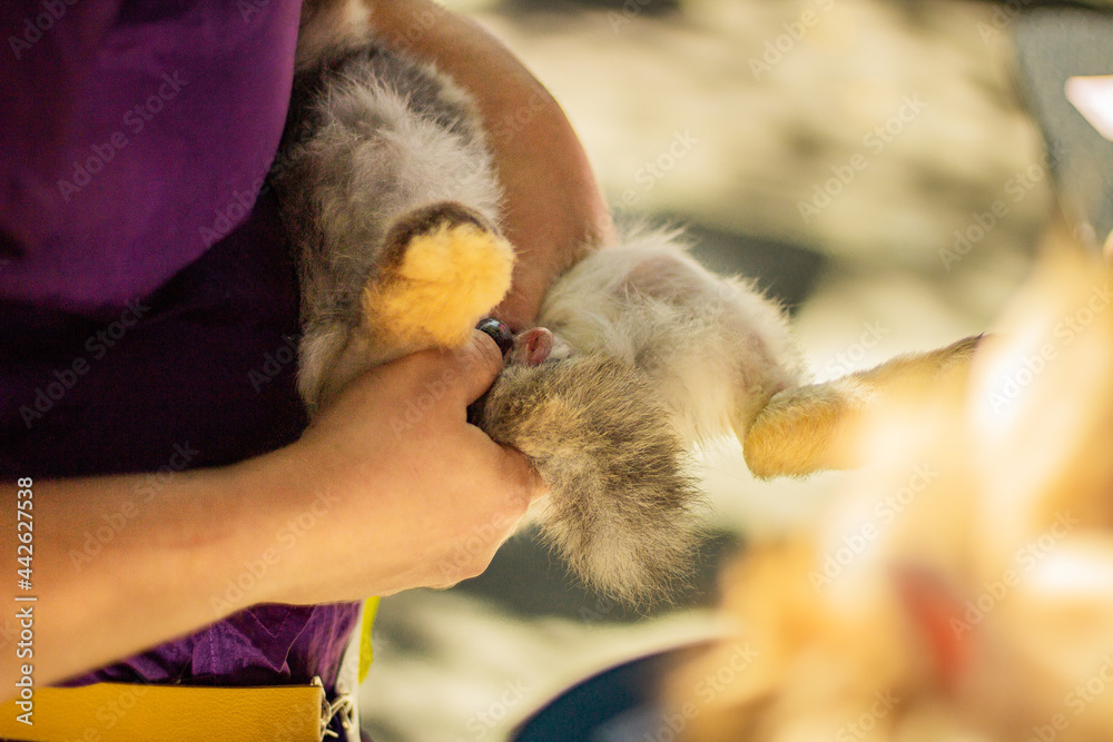 Male Rabbit Genital Identification at Clyde Rucker blog