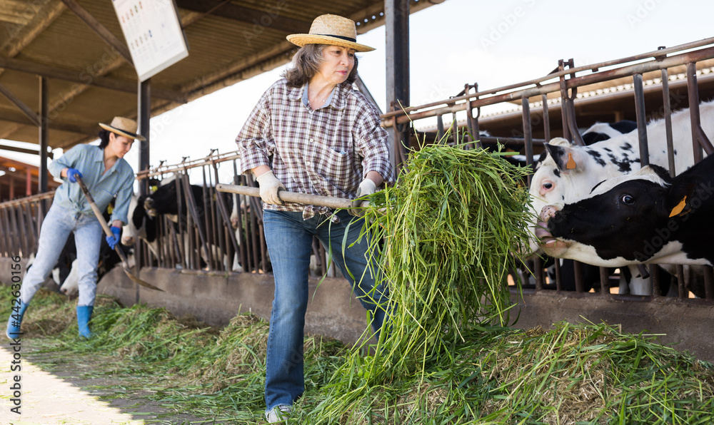 Confident senior female farm worker working in cows stall at livestock ...