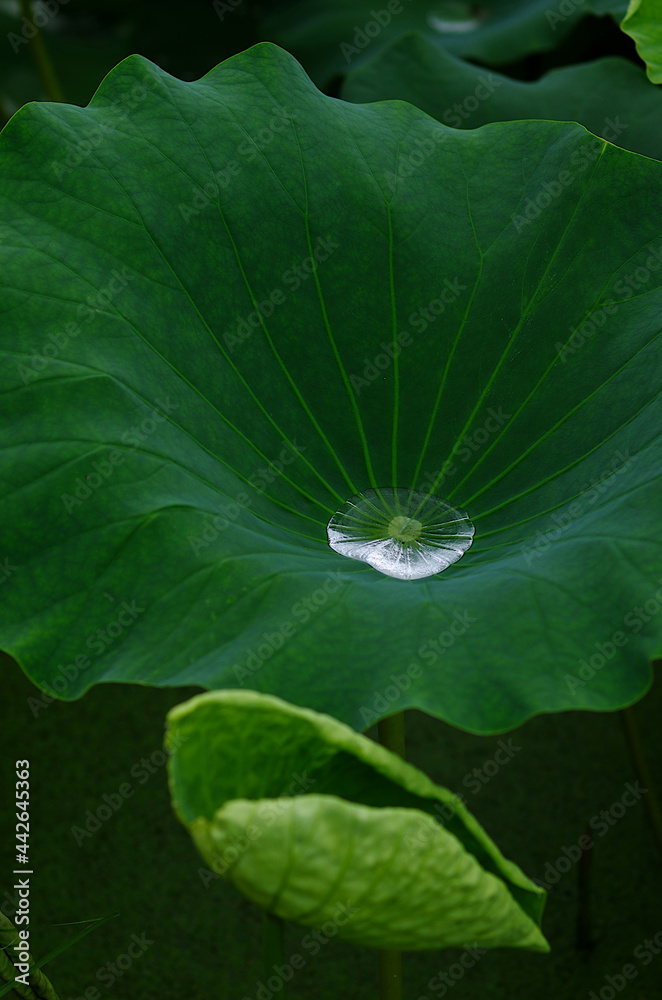 water drop on lotus leaf Stock Photo | Adobe Stock