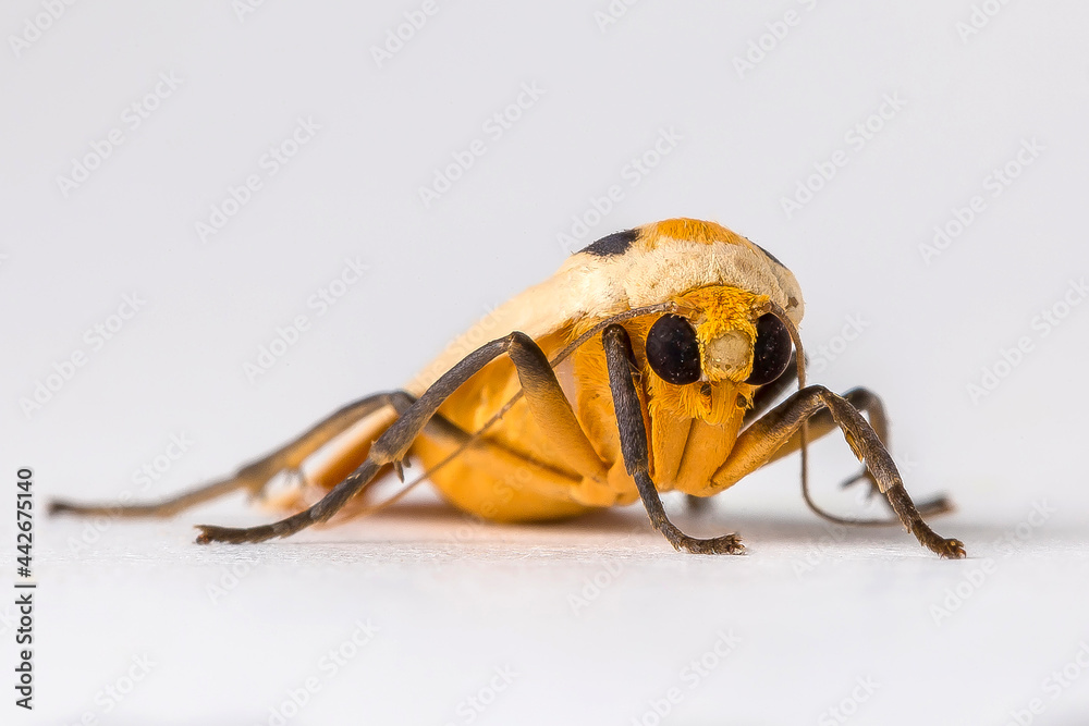 Orange Moth with Black Spots and white legs Lepidoptera on a white ...