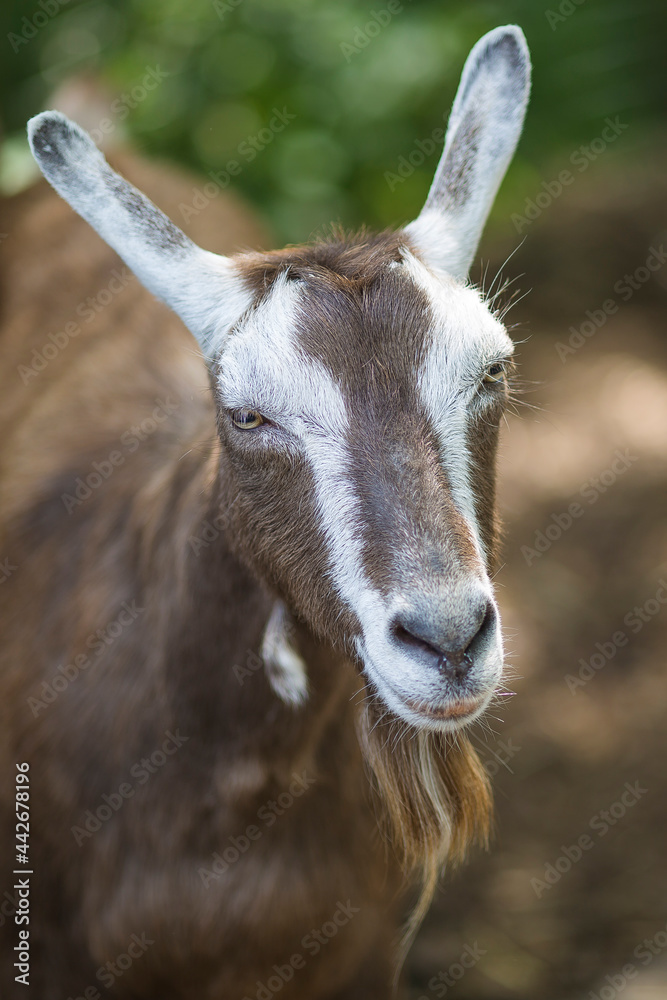 Goat with a white face and long goatee beard with a shallow depth of ...