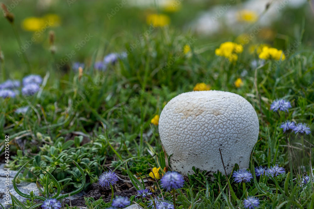 Fotografia do Stock: Vesse de loup at the edge of a hiking trail, Hauts ...
