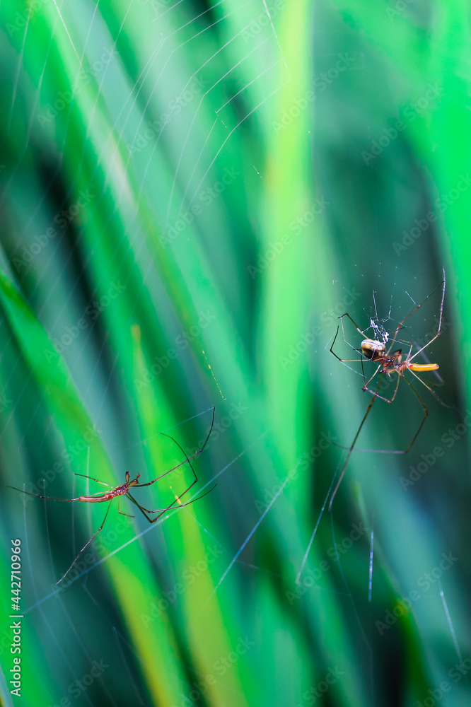 Rare photography, Meeting, seen two male and female spiders doing a ...