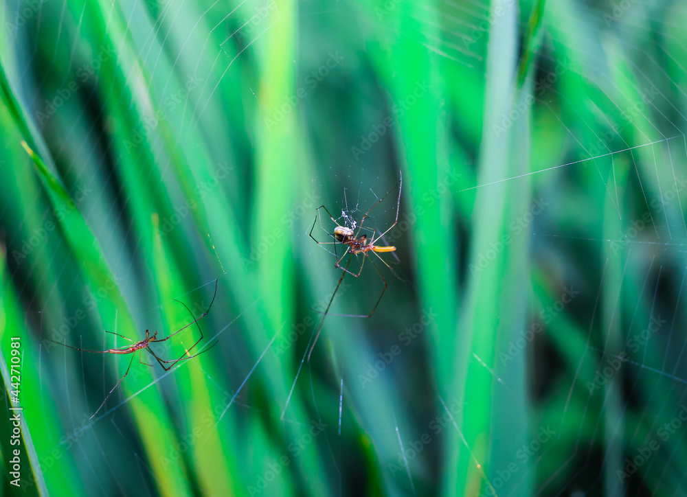 Rare photography, Meeting, seen two male and female spiders doing a ...