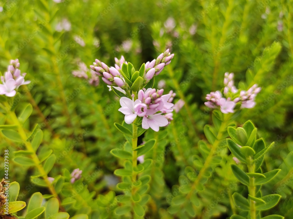 Hebe 'Wiri Cloud' Stock Photo | Adobe Stock
