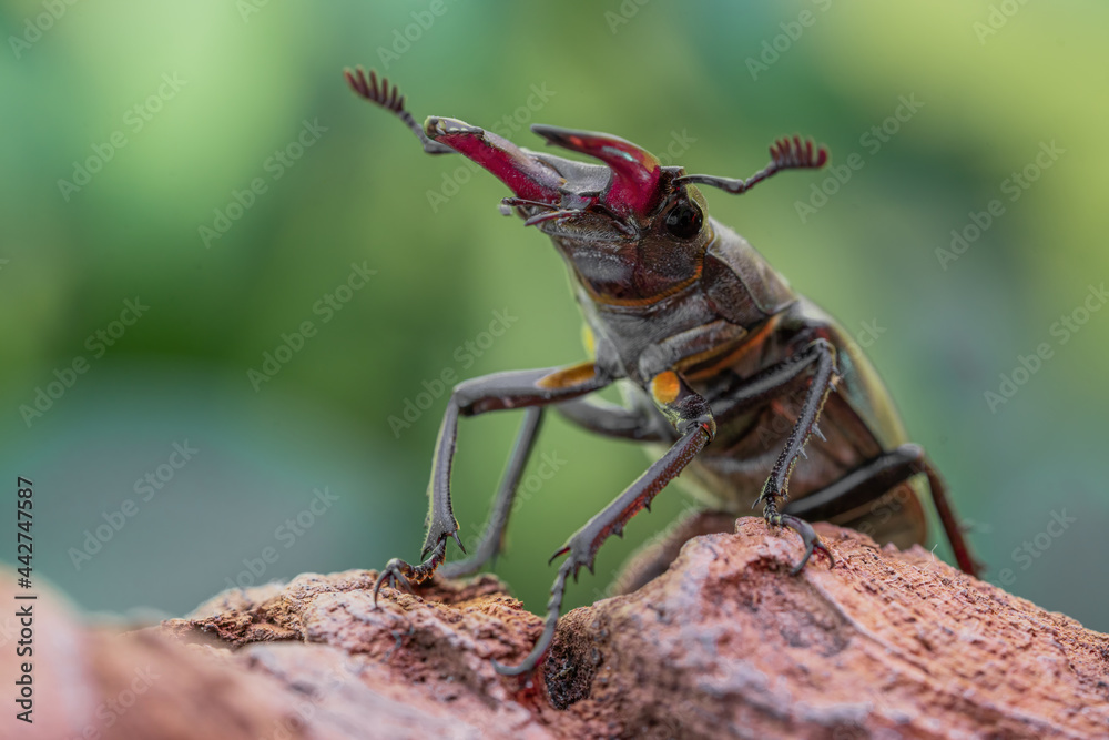 Male European stag beetle (Lucanus cervus) on red stone isolated on ...