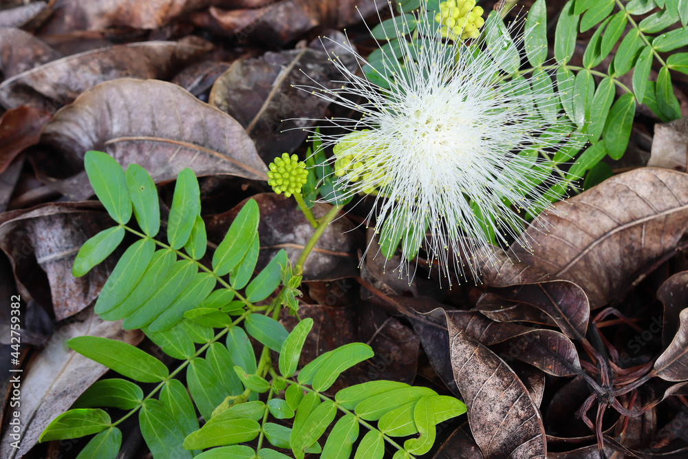 Samanea saman flower blooming on dried leaves closeup in the garden ...