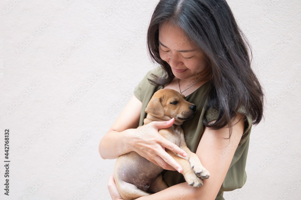 Woman girl owner is carrying little puppy brown dog in hands with love ...