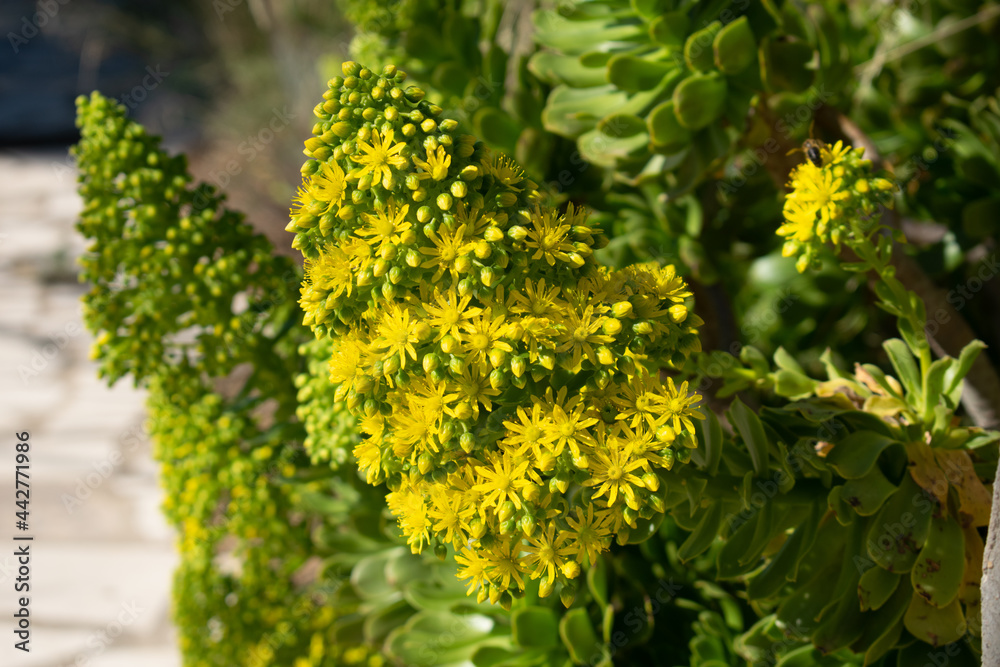 Planta Mimosa (Mimoseae) en forma de cono, amarilla en flor Stock Photo ...