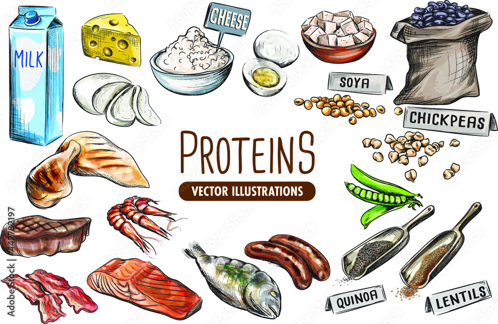 Proteins Vector Set that contains hand-drawn illustrations of both ...
