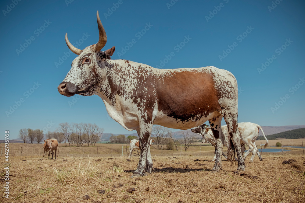 Nguni cow standing in a farm field Stock Photo | Adobe Stock