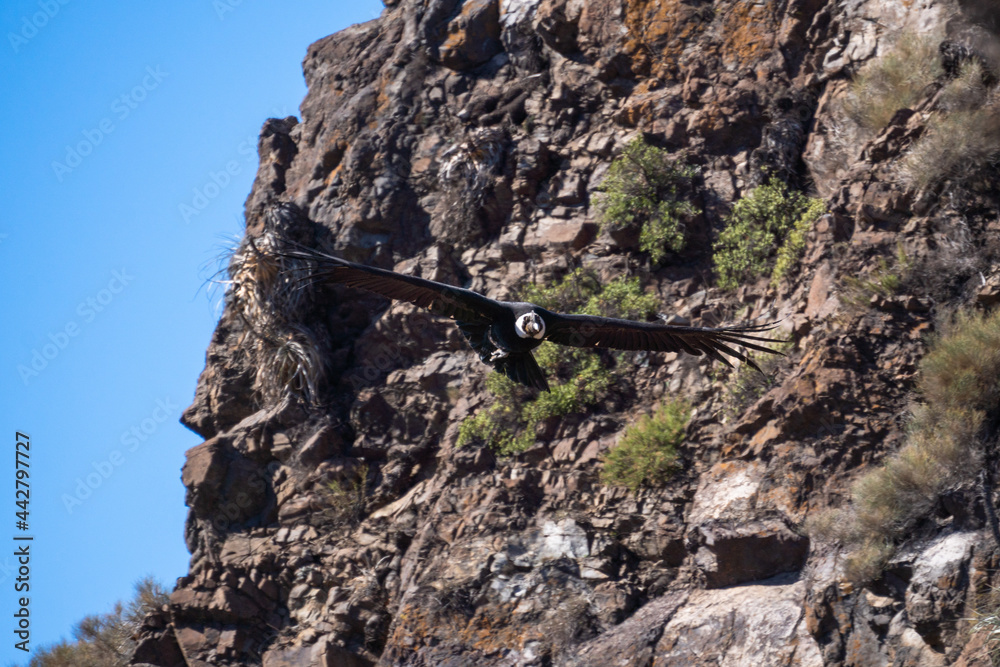 Condor volando entre montañas en un día despejado. gran ave pájaro de ...
