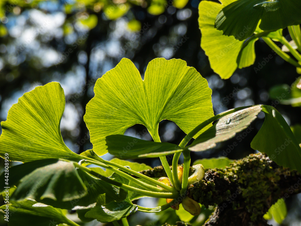 Beautiful macro of detailed, green fan-shaped leaves with veins ...