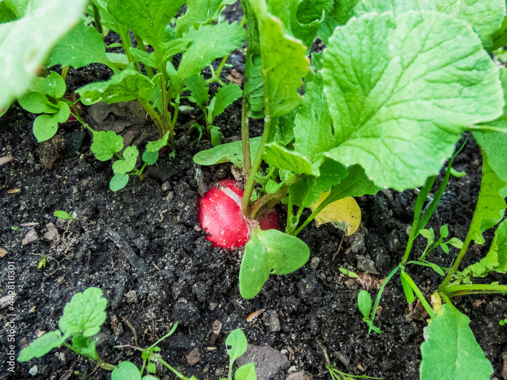 Foto de Closeup of big, ripe, red-pink radish plant (Raphanus ...