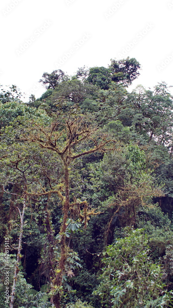 Moss covered tree in the jungle near El Reventador Volcano, Napo ...