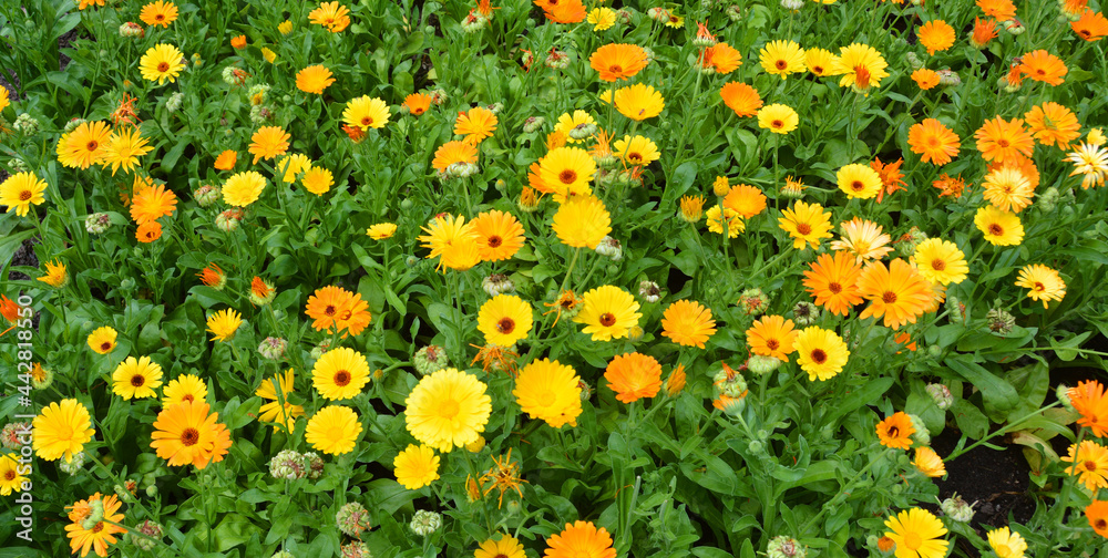 Coreopsis is a genus of flowering plants in the family Asteraceae ...