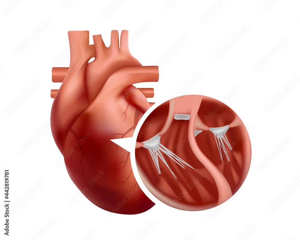 Realistic heart anatomy with close-up cross-section. 3d human heart ...