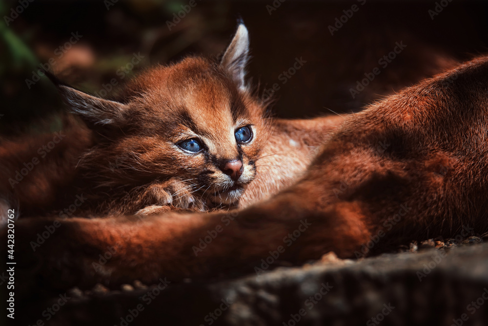 Baby Caracal