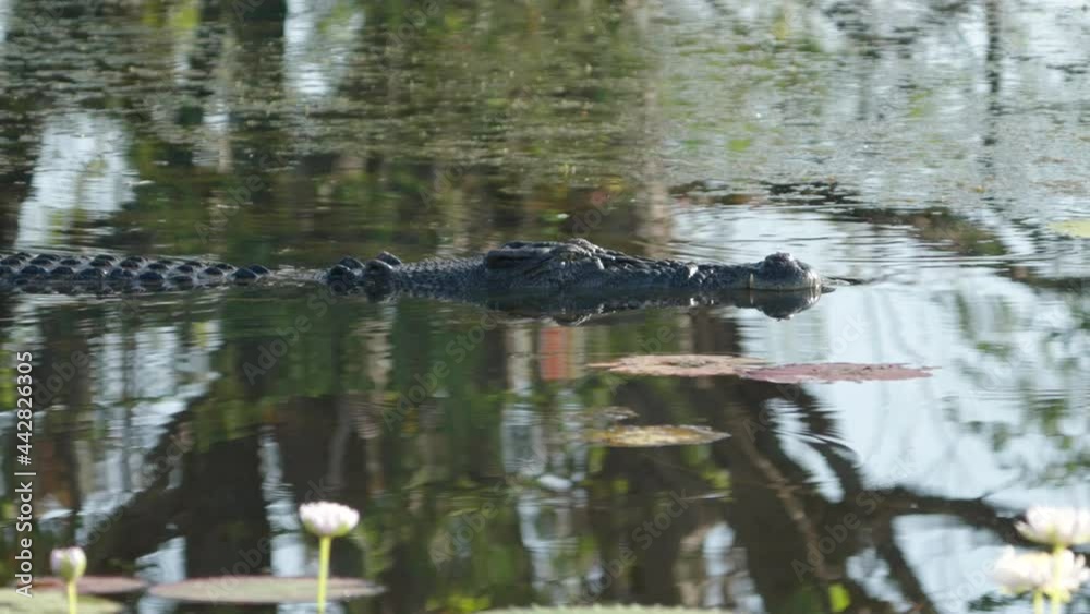 tracking side view of a saltwater crocodile at marlgu billabong of ...