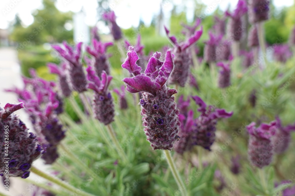 Topped Lavender (Lavandula stoechas) is a perennial, aromatic, many ...