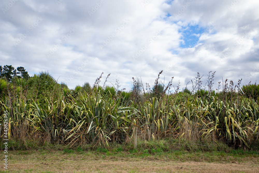 Native plants and trees are planted along farm fences and around ...