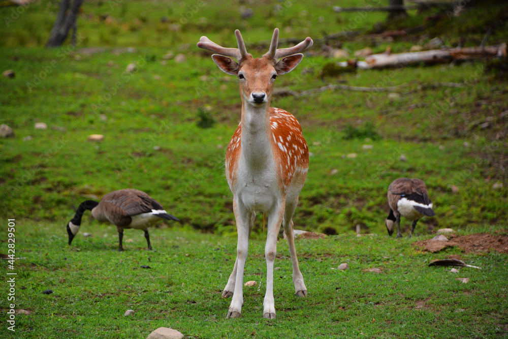 The fallow deer (Dama dama) is a ruminant mammal belonging to the ...