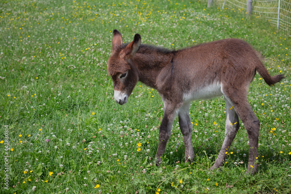 baby donkey in green field farm mammals young animal pasture Stock ...