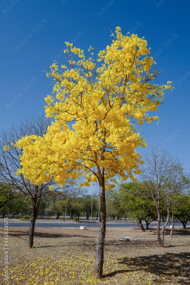 The yellow ipe, Tabebuia chrysantha. This is National Tree in Brazil ...