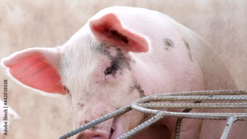 Pig farm in swine business in tidy and clean indoor housing farm, with ...