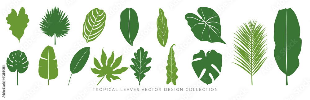 Tropical leaves vector set. Palm leaf, coconut leaf, banana leaves ...