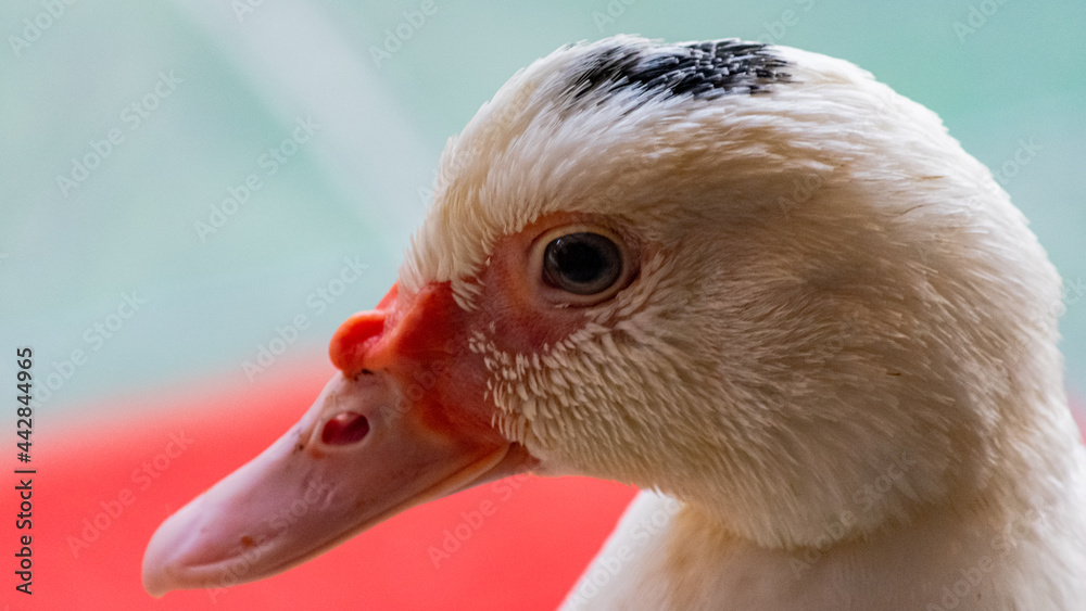 White duck standing close to the camera, domesticated wild animal, with ...