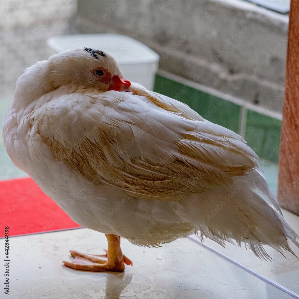 White duck standing close to the camera, domesticated wild animal, with ...
