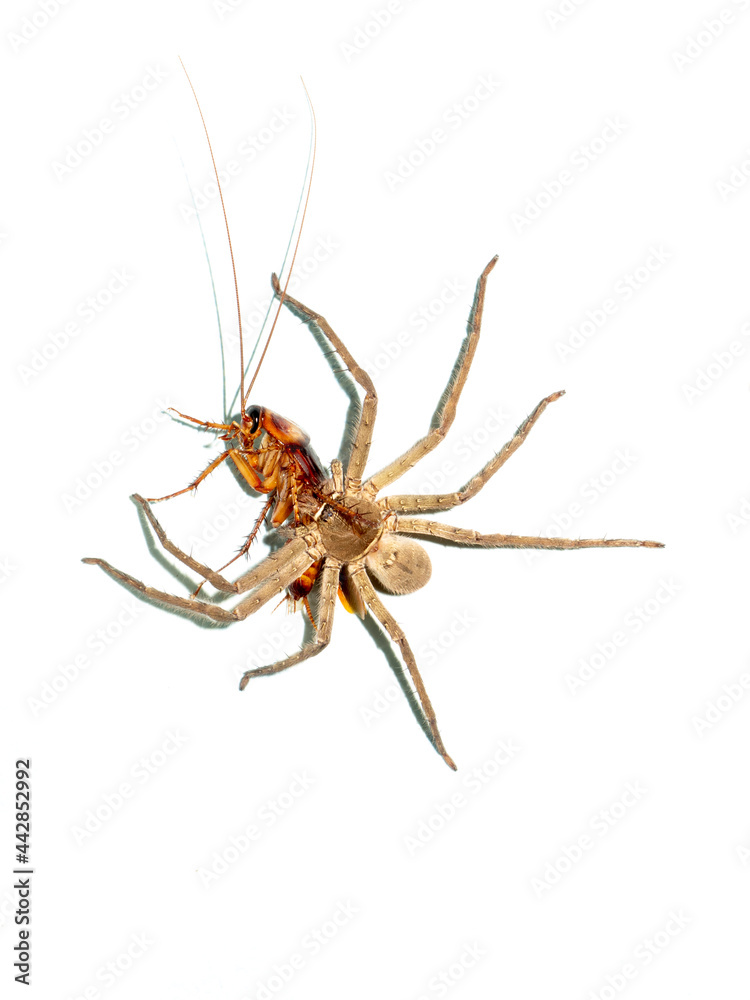 Huntsman spider (Palystes castaneus) feeding on a cockroach ...
