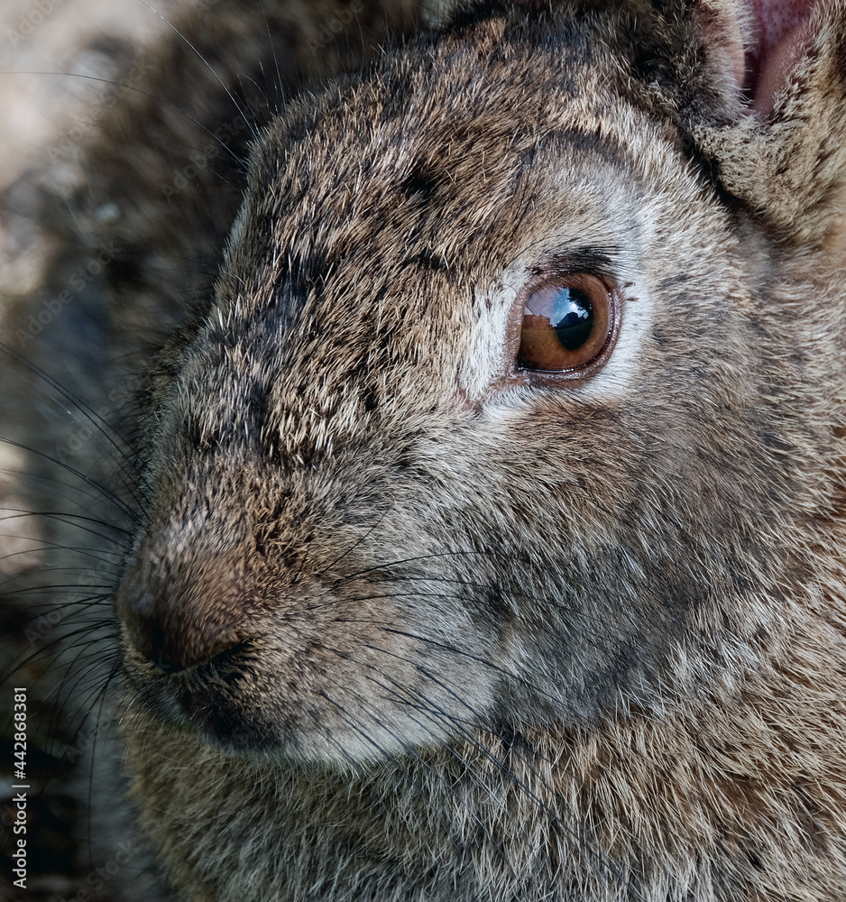 Rabbits are small mammals in the family Leporidae of the order ...