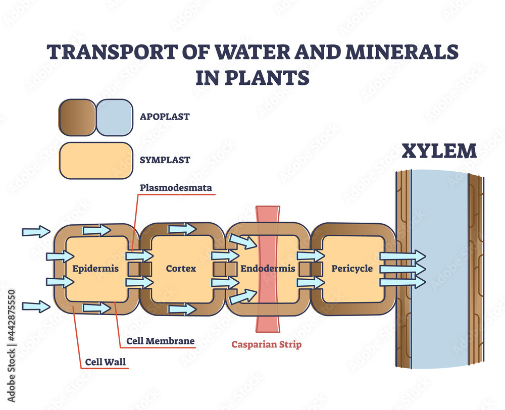 Transport of water and minerals in plant with anatomical cell outline ...