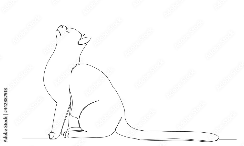 cat drawing by one continuous line sketch, isolated, vector Stock ...