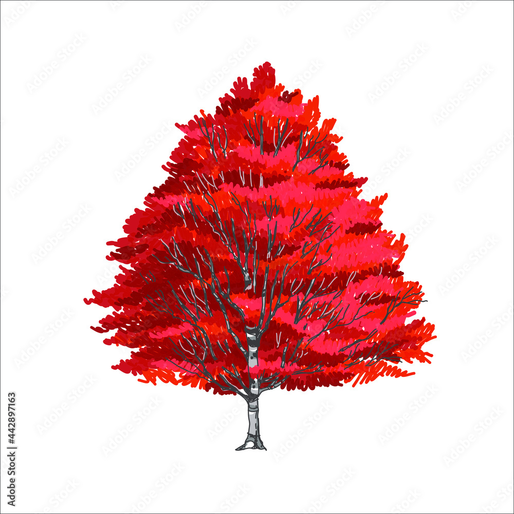 Artistic red maple tree in the garden, fall foliage season, beautiful ...