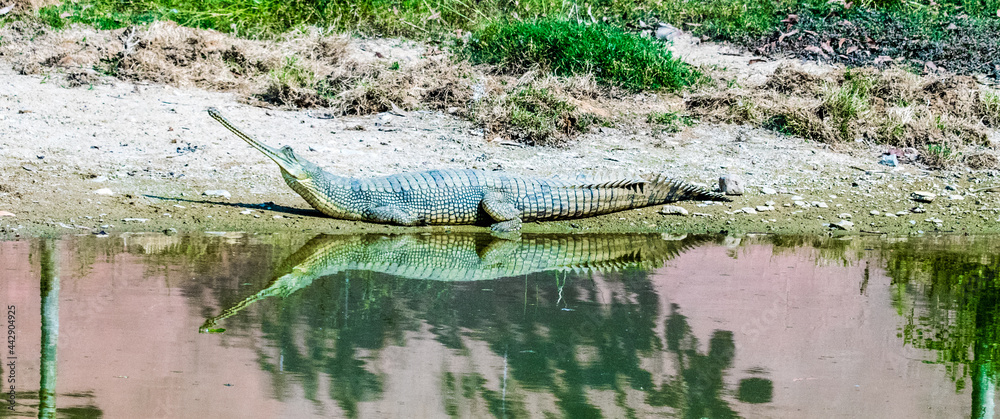 The gharial, also known as the gavial or the fish-eating crocodile, is ...
