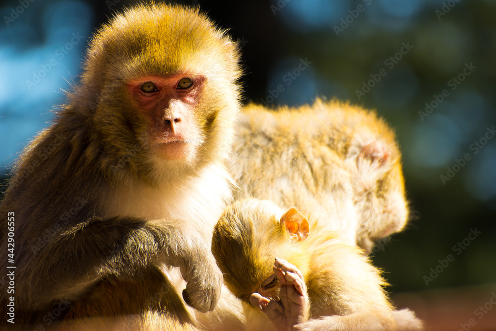 Monkey is a common name that may refer to certain groups or species of ...