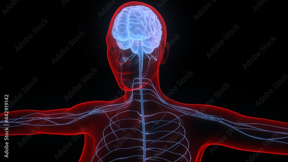 Brain is a Part of Human Body Central Nervous System Anatomy Stock ...