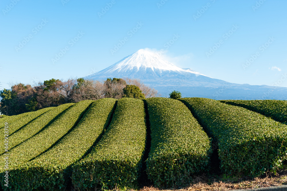 Mount Fuji with snow and green tea plantation in Yamamoto, Fujinomiya ...